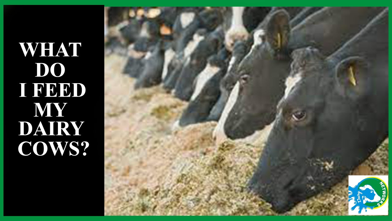 Understanding Dairy cow management: Feeding