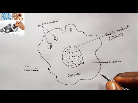 How To Draw White Blood cell. (NEAT DIAGRAM OF WHITE BLOOD CELLS?