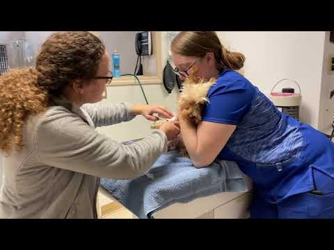 Skill Eleven Cephalic Vein Canine. Video One