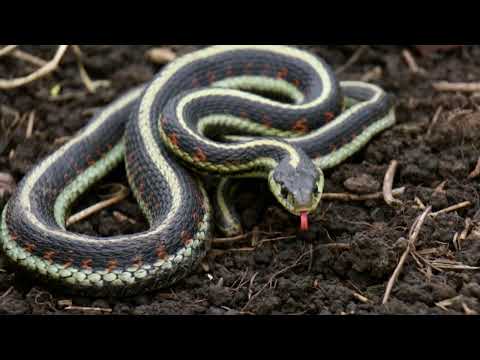 How big can a garter snake get? How many babies does a garter snake have?