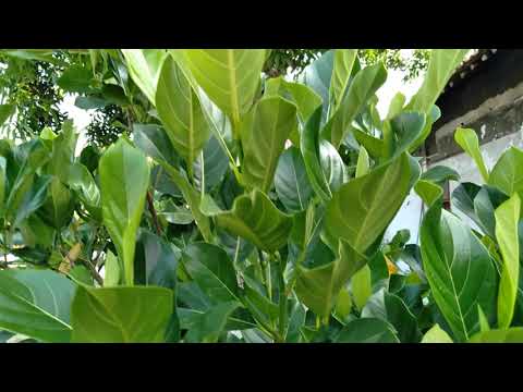 pangkas pucuk pohon nangka madu.