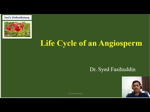 Life cycle of an Angiosperm