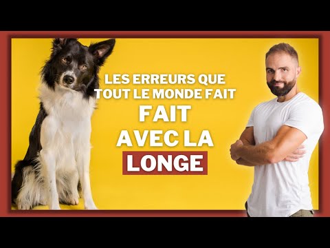 Les erreurs de dressage à ne pas commettre en longe avec un chien
