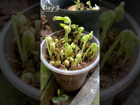 Time lapse of green bean sprouts #shorts #timelapse