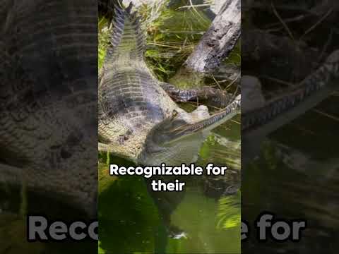 What is a Gharial? 🐊 | Endangered Animal You Haven't Heard Of!