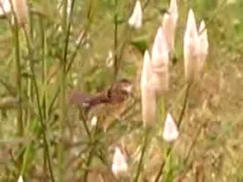 Zitting Cisticola preening @ ANGRAU