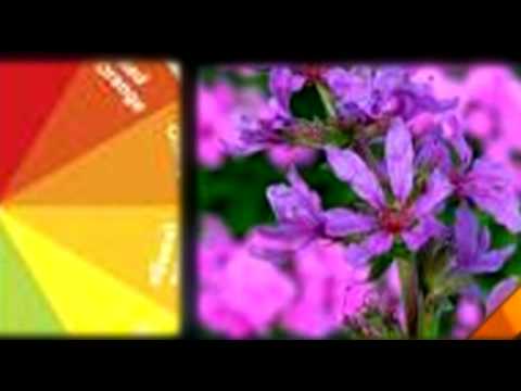 Types of flowers | Flower color
