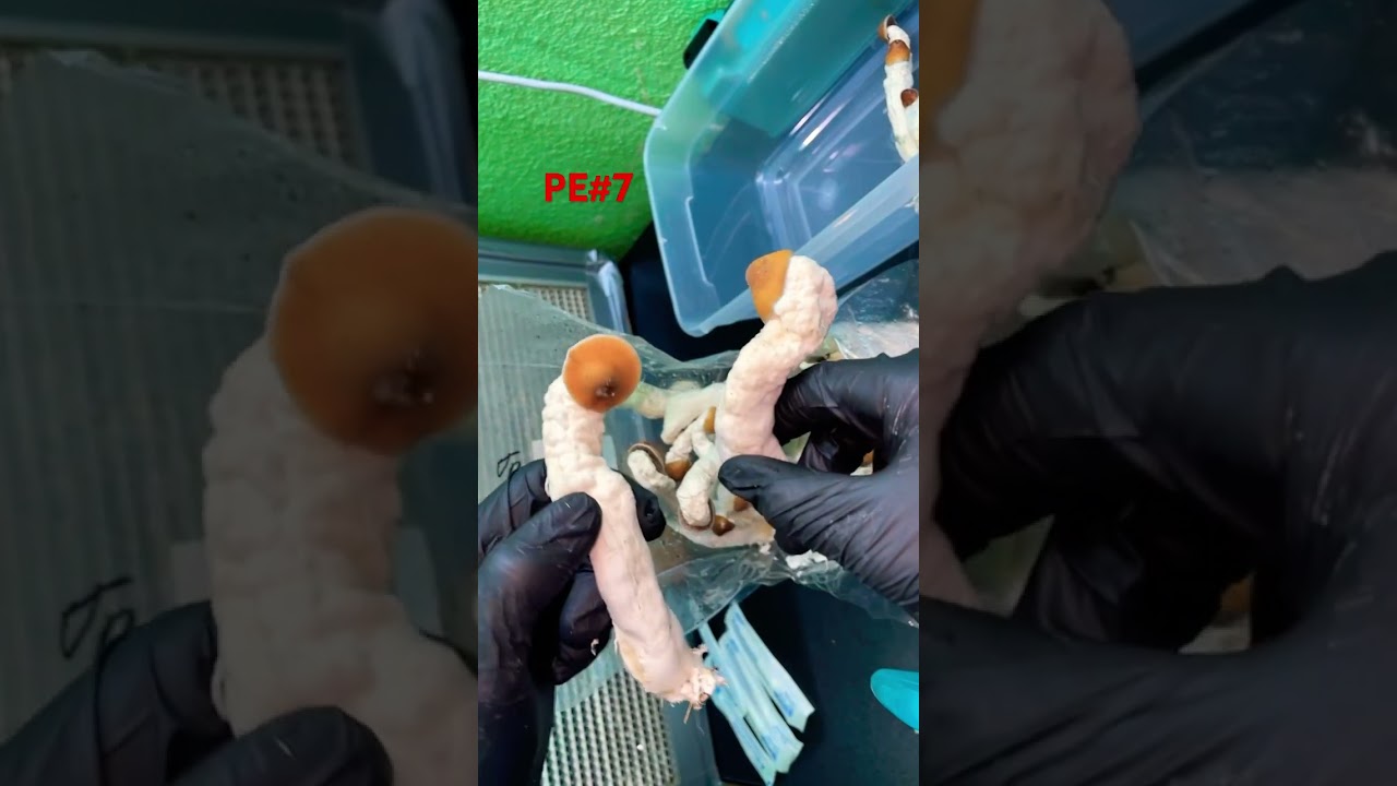 Some penis envy #7 I fruited in a .5 micron bag #mushroom #growingmushrooms