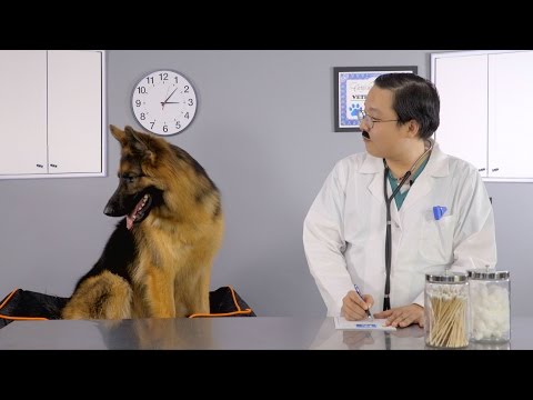 Hill’s Dog Food for Dogs with Allergies | Chewy