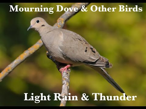Mourning Doves & Other Birds + Rain | Sounds for the Sleepless/Restless Mind | White Noise | 4 HOURS