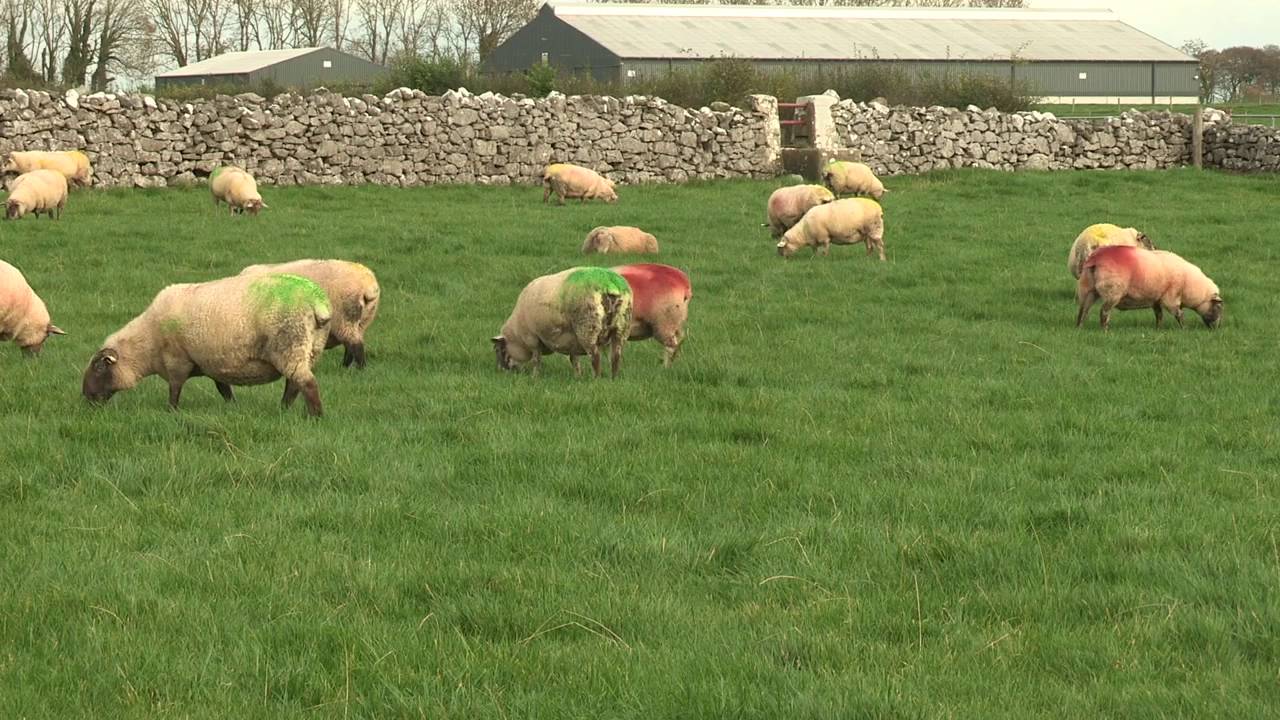 Sheep Autumn Grassland Management