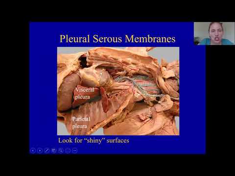 Serous Membranes