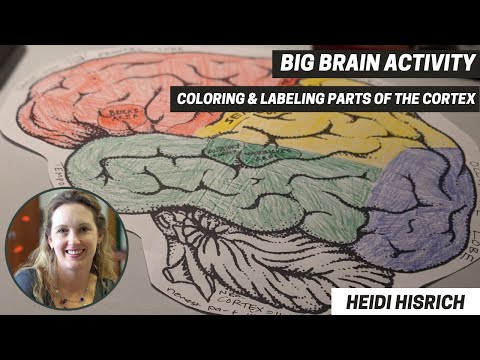 Big Brain Activity: Cortex Coloring and Labeling