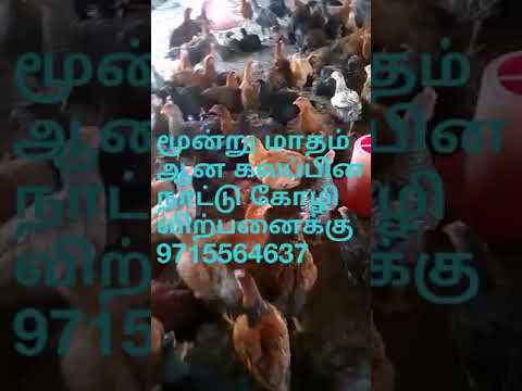 Hen - Wholesale Price & Mandi Rate for Female Hen in India
