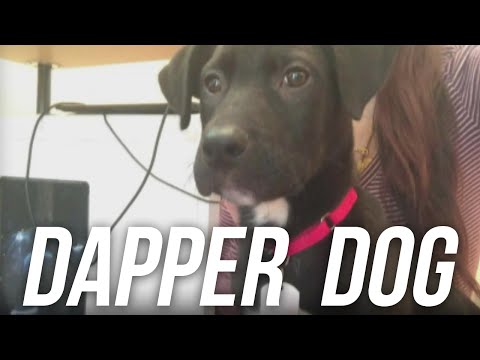 Dapper Dog!