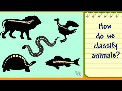 Animal's classification