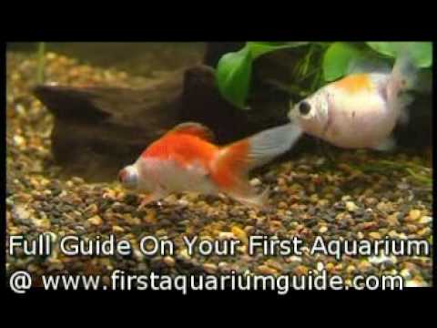 Zlatna ribica | Veljko's Blog