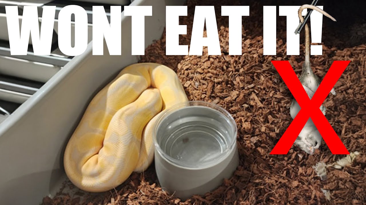 How to Transition a STUBBORN Ball Python