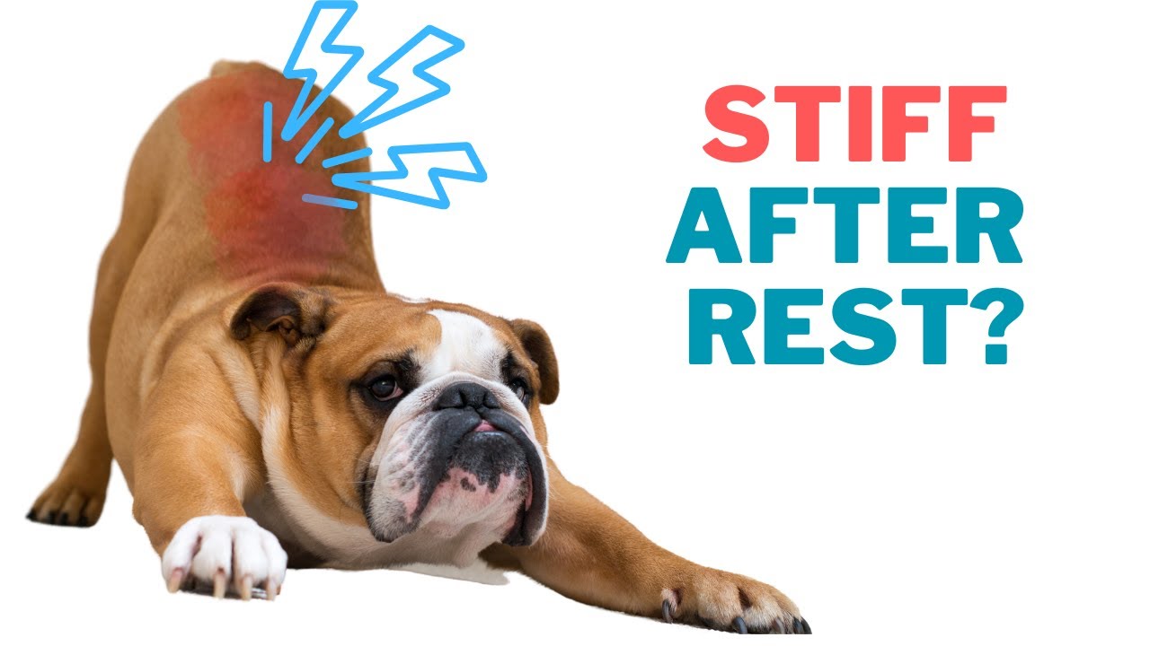 Dog Stiffness After Exercise
