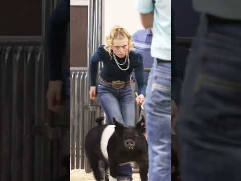 Karis the Killa in the Show Ring! #showpigs #karis #showman