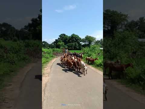 A flock of sheep and a herd of goats....