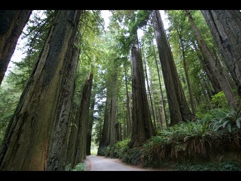 Sustainable and Holistic Forestry | Welcome to SVENA!