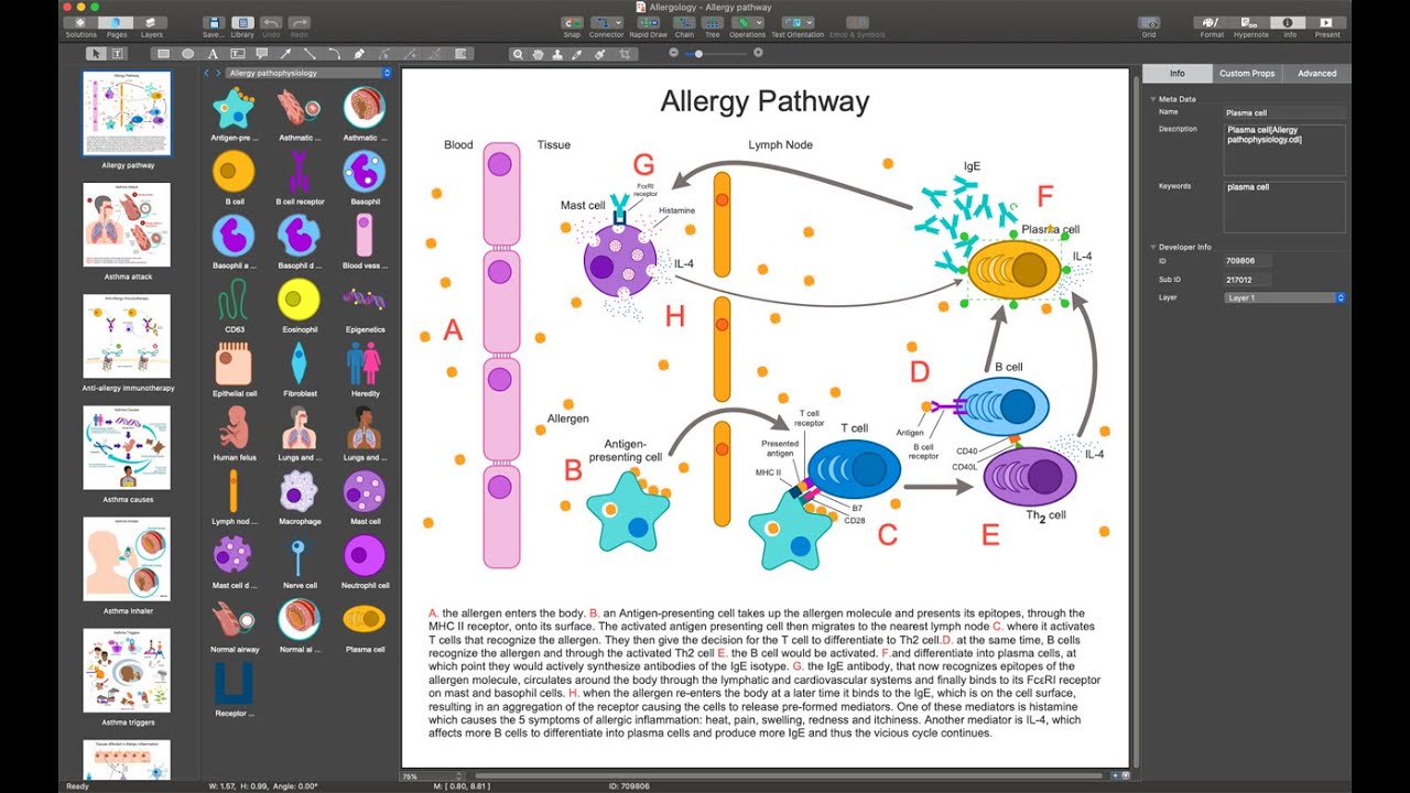 Allergology Infographics and Diagrams