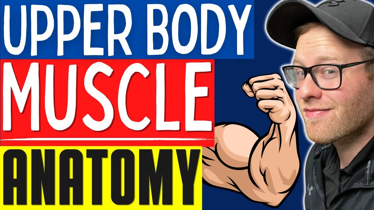 Muscle Anatomy For NASM, ACE, ACSM, NSCA Personal Trainers | Upper Body Muscle Anatomy Learn/Review