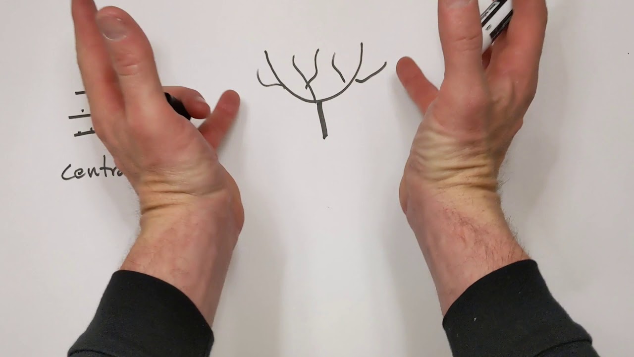 The 4 Most Common Fruit Tree Pruning Forms
