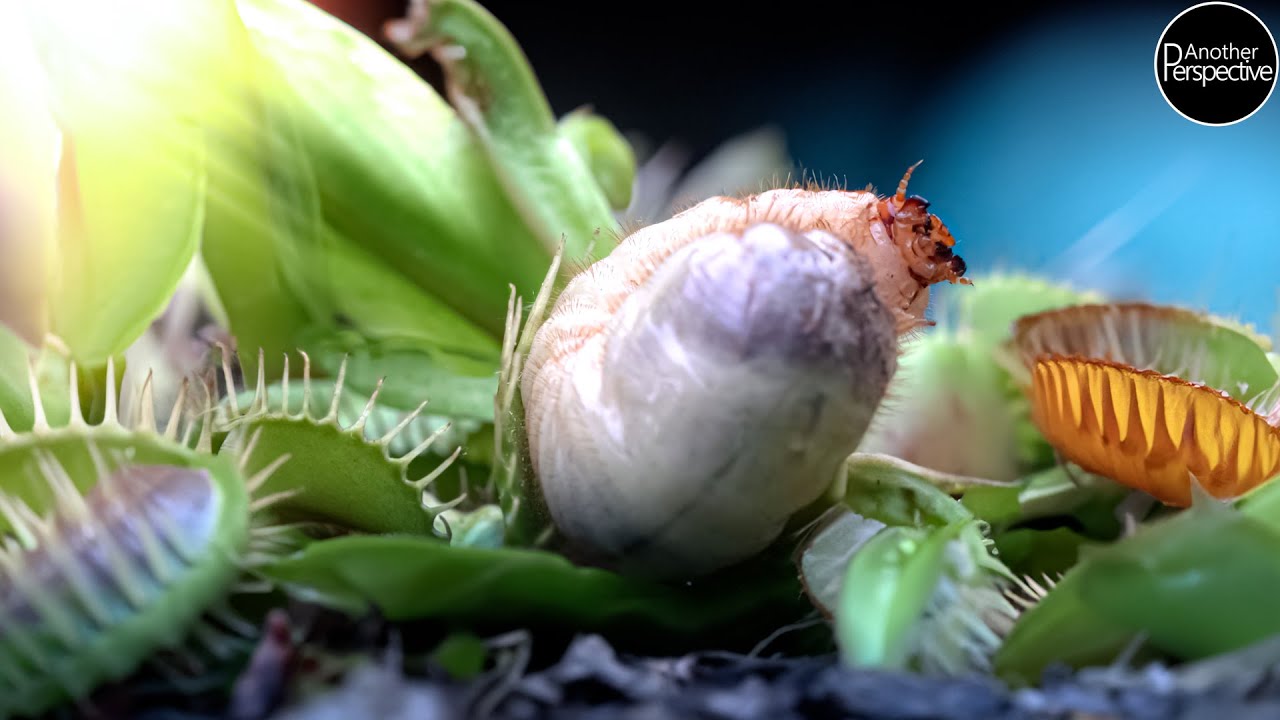 Venus Flytrap eats WORMS, LARVEA and BUGS