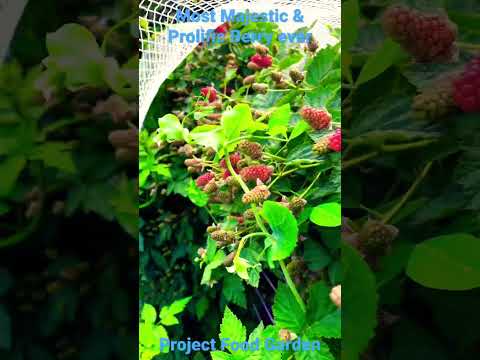 Most Prolific & Majestic Loganberry crop ever-SE3-Project Food Garden