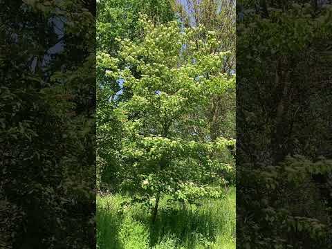 Plant Spotlight - Pagoda Dogwood (Cornus alternifolia)