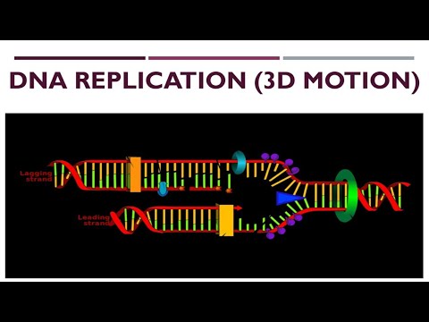 What is DNA Replication, Process and its Steps. 3D Motion