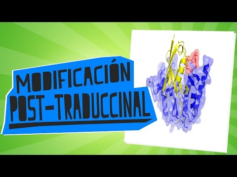 Educatina - Modificaciones Post Traduccionales de las Proteinas