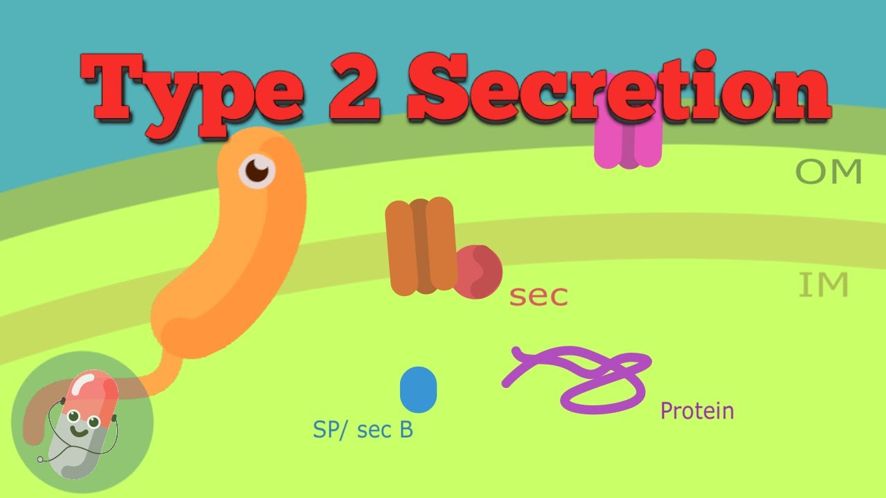 Type 2 Secretion System