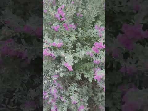 Texas Sage Bush, Beautiful Flowers & A Great Pollinator Attractor || DHBG
