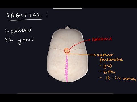 SUTURES OF THE SKULL