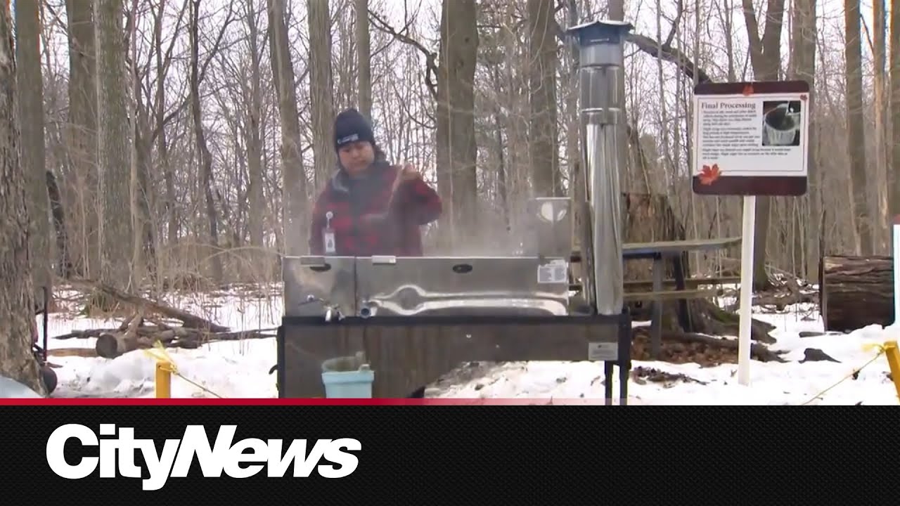 The sap is running at maple syrup festivals across the province