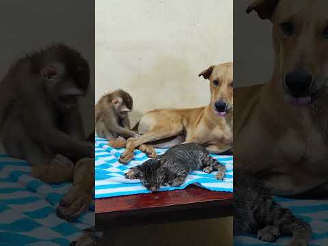 monkey cat dog so happy π πΊ π #monkey #dog #cat #shorts #animal #animals