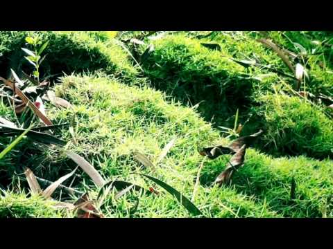 iMovie Test