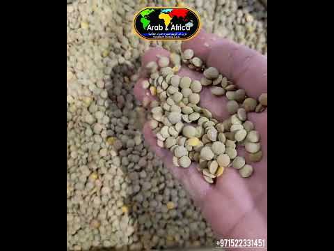 GREEN LENTILS