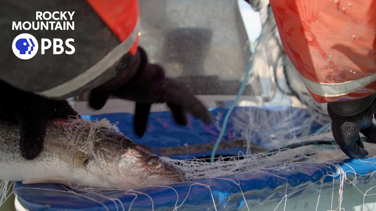 Walleye spawning in Pueblo
