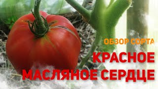 Томат Красное масляное сердце: отзывы, описание сорта, фото, видео ...