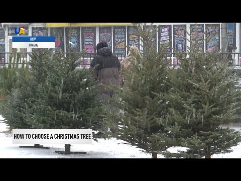 The State environmental inspection started regular raids on Christmas tree markets in Kyiv.