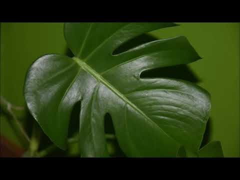 Monstera-zielony potwór/green monster [ENG SUB]