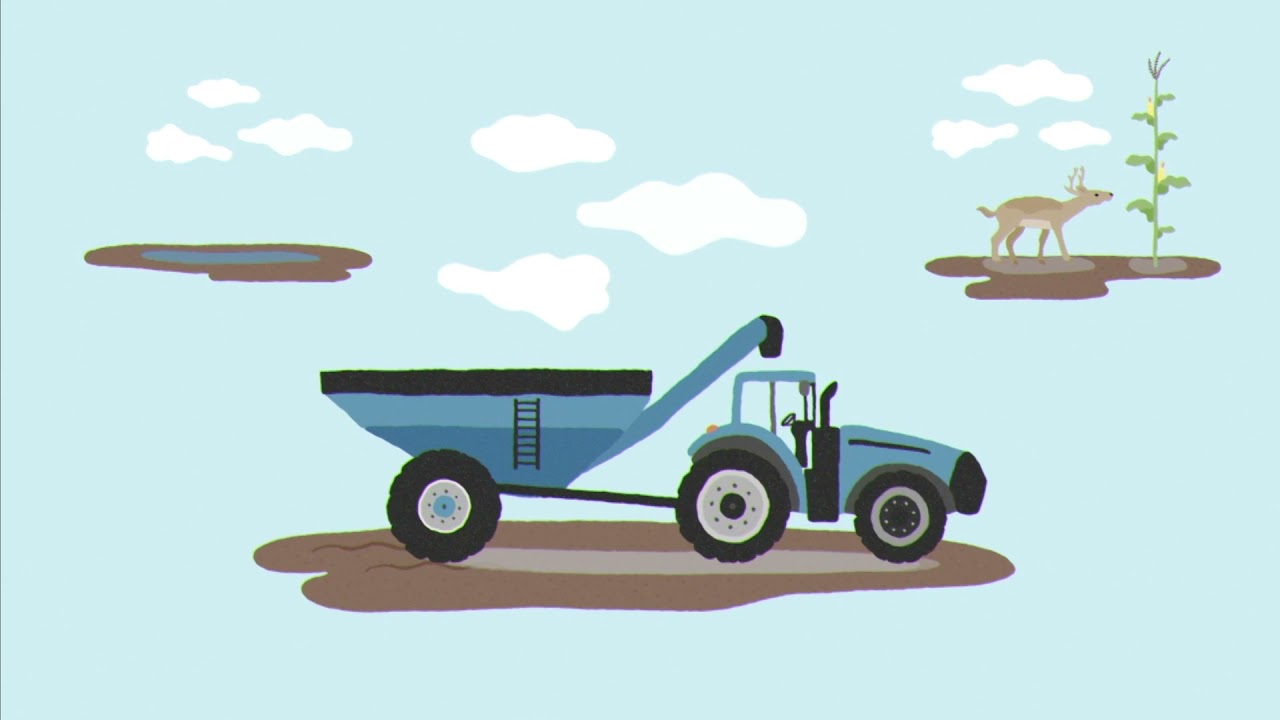 Buffer Strips for a Healthy Watershed
