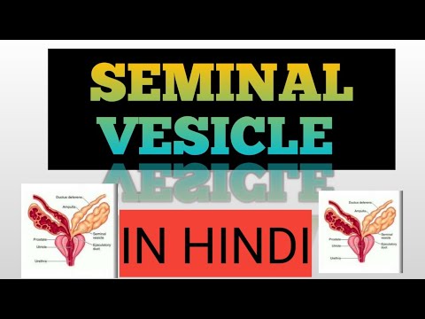 || seminal vesicle || seminal fluid in hindi || seminal vesicle physiology|
