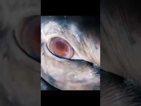 whale Eye π #shorts