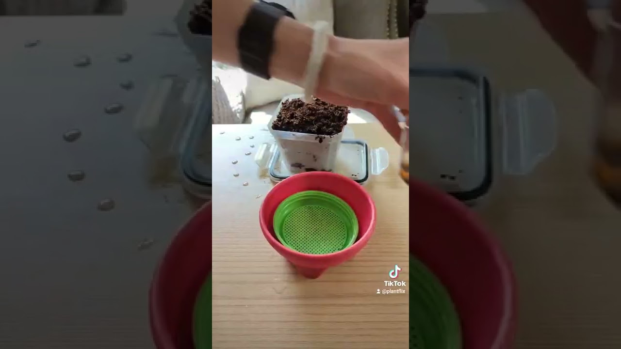 How to Grow Bird of Paradise(Strelitzia) from Seed!#birdofparadise #strelitzia #tropicalplants