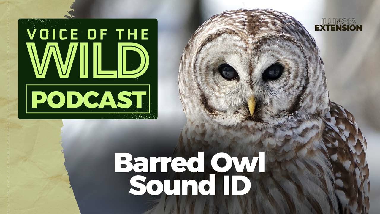 Episode 39: Barred Owl – Voice of the Wild